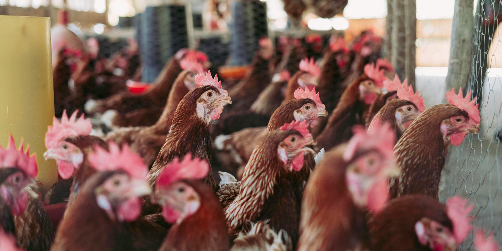 How mathematical optimization unlocks profits in the poultry supply ...