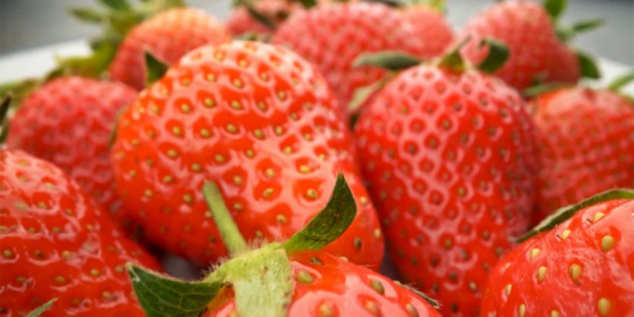 Fresh store ordering | RELEX Solutions